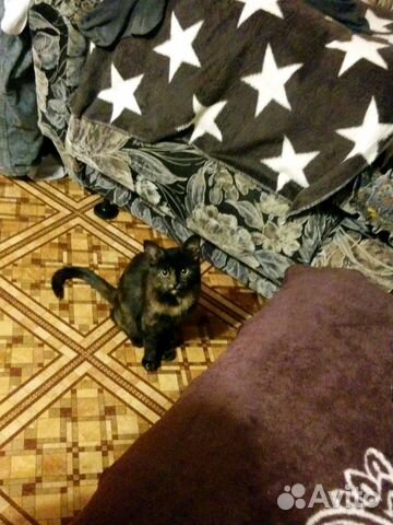 Мышеловная девица (черепаховая)