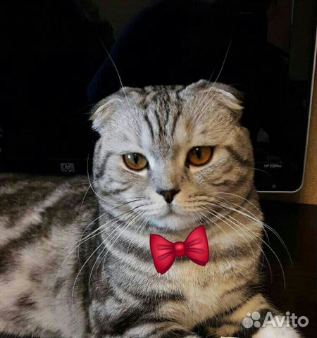 Вязкая. Скотиш фолд Котик ждёт девочку на свидание