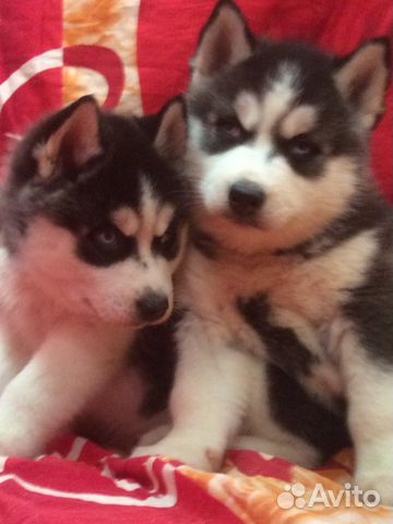 Волшебные малыши