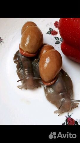 Мегасы / Megalobilimys oblongys