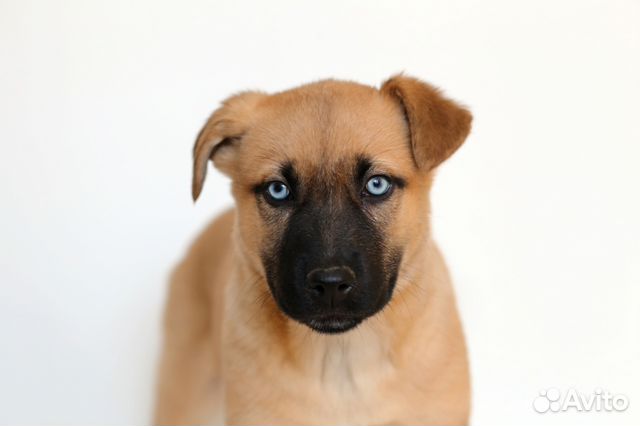 Щенок бесплатно - голубоглазый Павлик