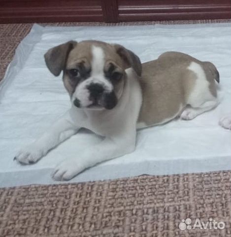 Щенок французского бульдога, девочка, 2мес