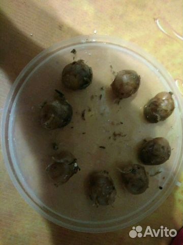 Архахатина маргината