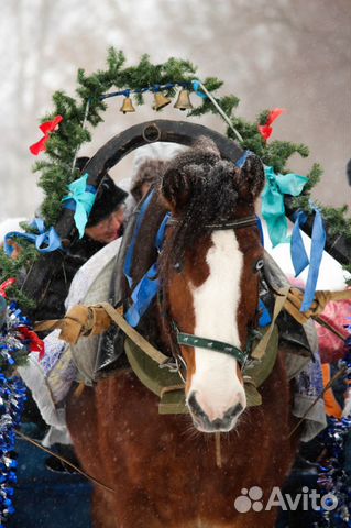 Продаю кобыл (упряжную и верховую )