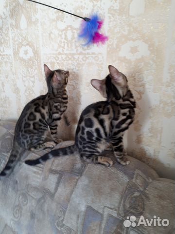Бенгальские котятки