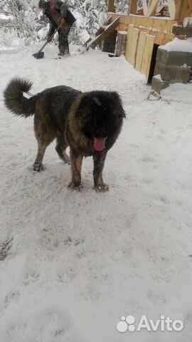 Кавказы.Торг