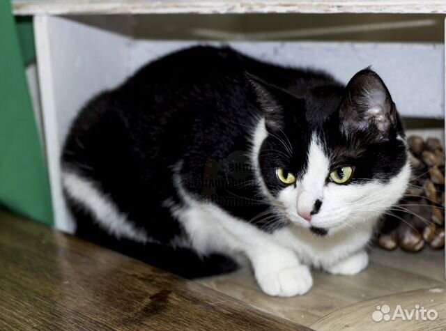 Ч-б отличная кошара ищет дом