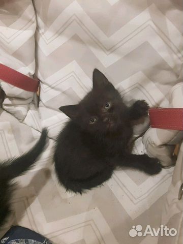 Котята, мама британка