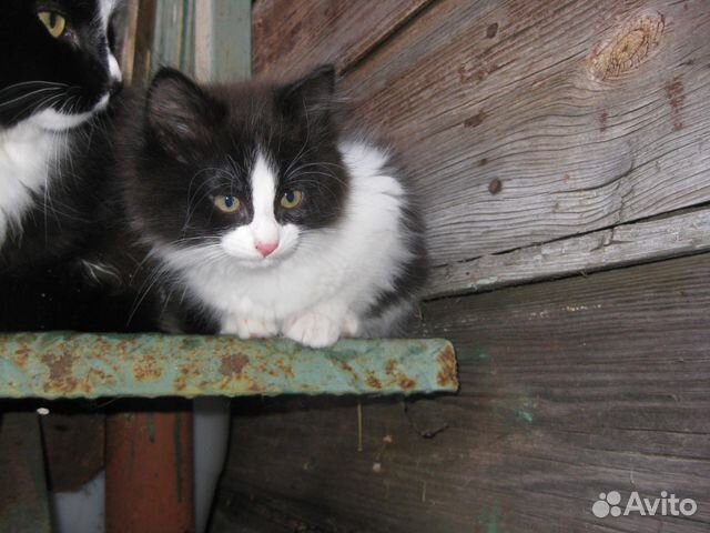 Кошечки-красотки начинают искать лучших людей