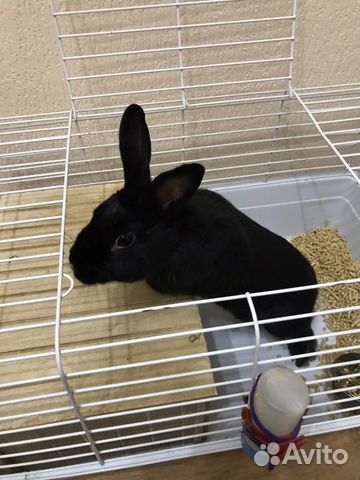 Продам кролика
