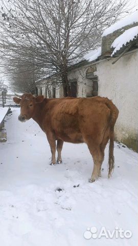 Корово, тёлочки, козы, козёл