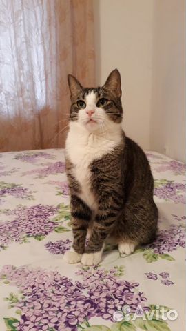 Очаровательные кошки и коты