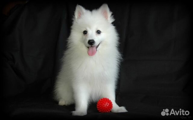 Японский Шпиц. Породистые щенки с родословной