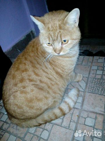 Кот британский, в добрые руки