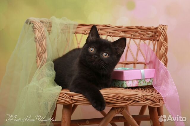 Британский котенок