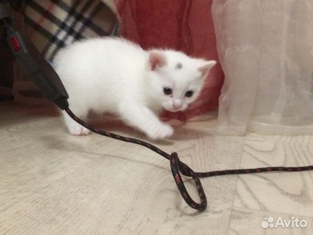 Котята