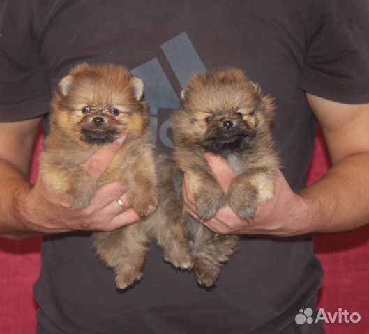 Щенки (четверо: рыж.соболиные и кремовые)