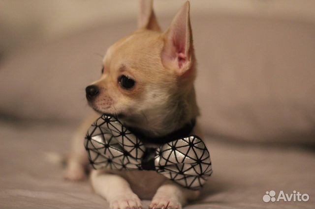 Чихуахуа самец