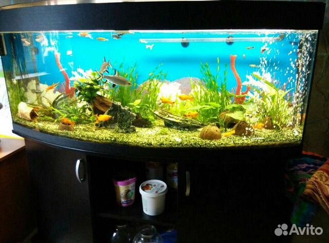 Аквариум
