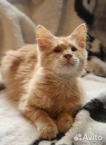 Ищем дом красивому слепому котенку