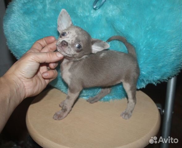 Чихуахуа Лилово-мраморная Леди