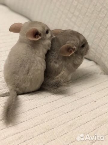 Шиншиллята 2 мес