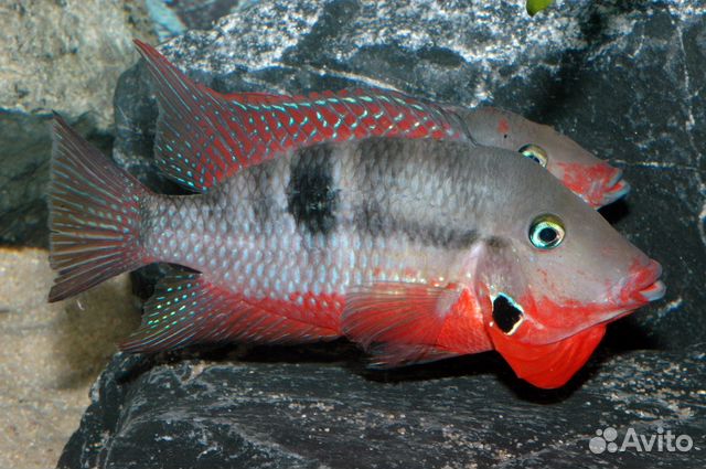 Цихлазома меека