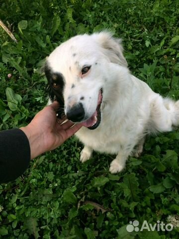 Самая добрая собачка