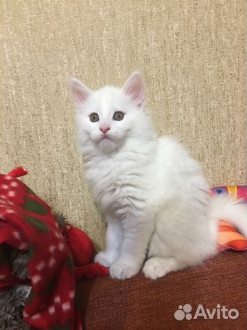 Продам котят