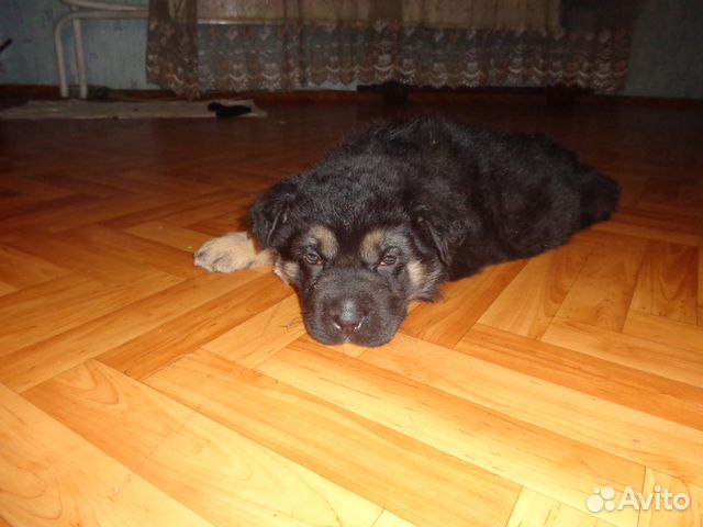 Щенок