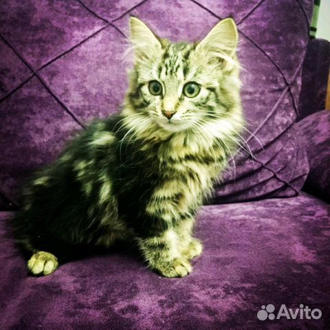 Ласковый котенок Тимоша ищет семью