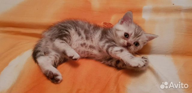 Чистокровная остроухая шотландская кошечка