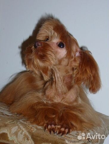 Рыжий мальчик мини