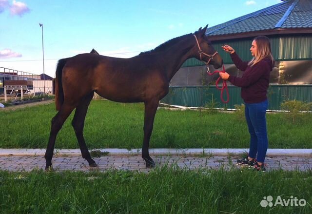 Ганноверская кобылка 2018 г.р