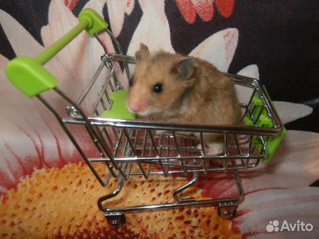 Сирийские хомяки- малыши + новые клетки