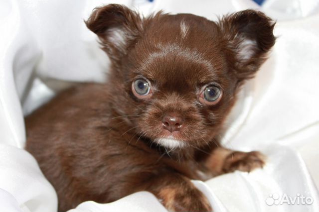 Чихуахуа шококобель