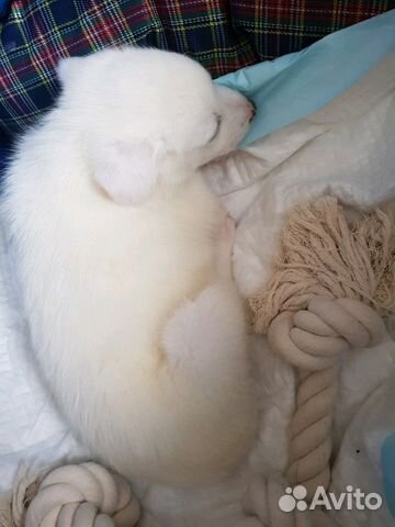 Отдаем бесплатно щенка (сучка) 1,5 месяца