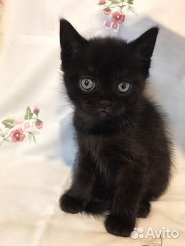 Шотландский прямоухий