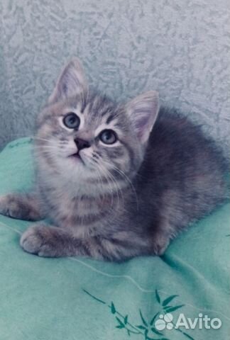 Британская кошечка