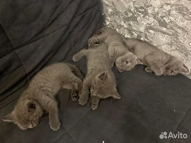 Британские котята