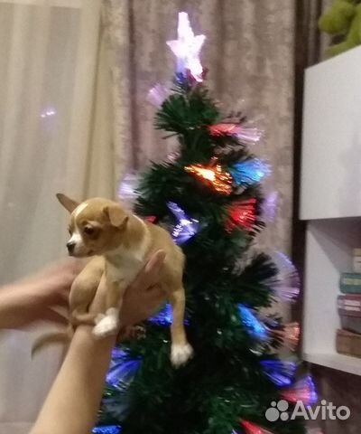 Крошечка капелька Росинка