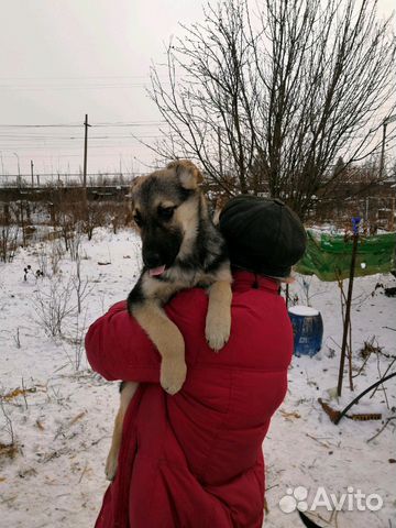 Кутятки в дар