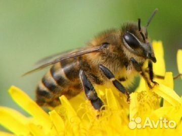 Продам печелосемьи или пчелопакеты