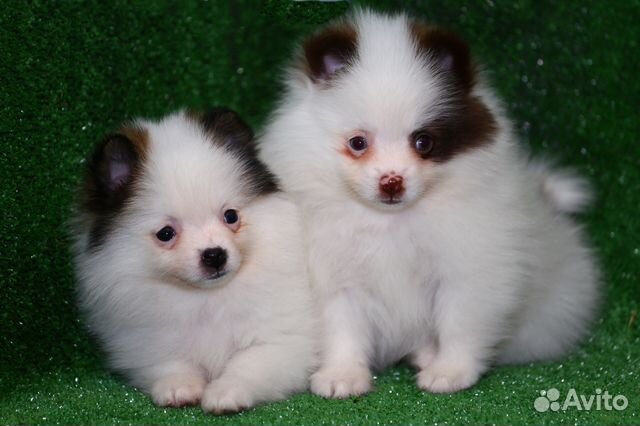 Бело-шоколадная и бело-соболиная девочки