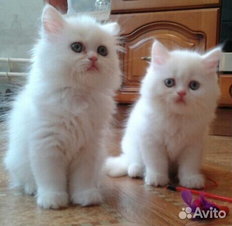 Волшебные котята