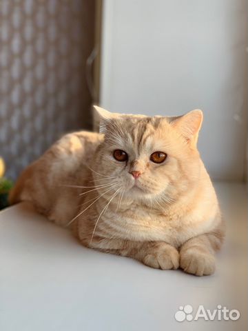 Красный мраморный шотландец
