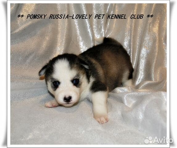 Помски девочка