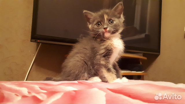 Отдам котеночка (девочка-прицесса)