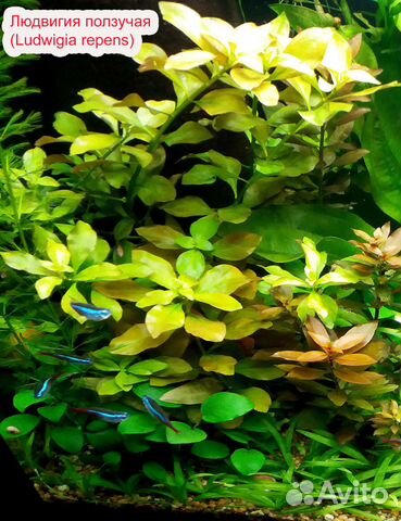 Аквариумные растения