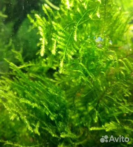 Мох для аквариума Рождественский